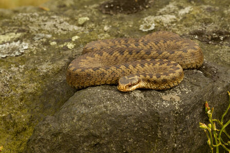 The Great British Snake Off | Warwickshire Wildlife Trust