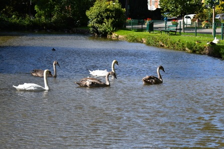 New wildlife gallery | Warwickshire Wildlife Trust