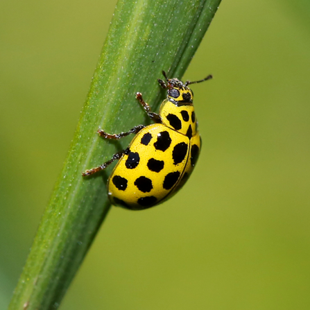 Lovely ladybirds | Warwickshire Wildlife Trust
