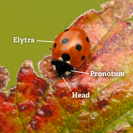 Lovely ladybirds | Warwickshire Wildlife Trust