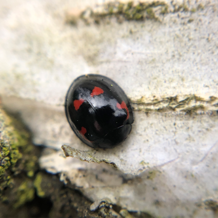 Lovely ladybirds | Warwickshire Wildlife Trust