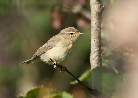 Our wonderful world of wetlands and how you can help | Warwickshire ...