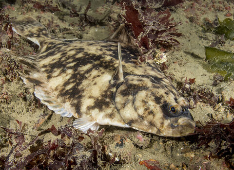 European flounder | Warwickshire Wildlife Trust