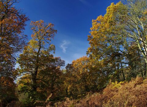 Ryton Wood | Warwickshire Wildlife Trust